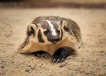 Wildlife Removal, Animal Trapping | Middleton & Nampa, ID | High Desert ...