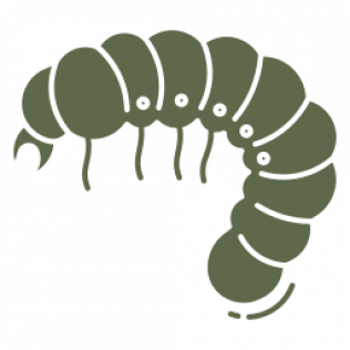 Exterminator, Pest Control Services | Middleton, Nampa, McCall & Boise, ID