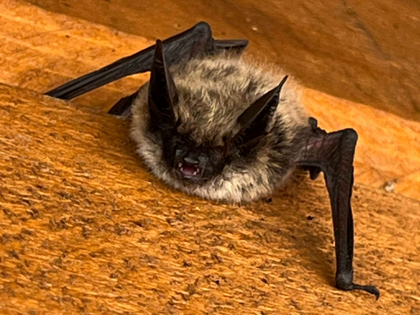 Bat Control, Bat Removal | Middleton, Nampa, McCall & Boise, ID | High ...