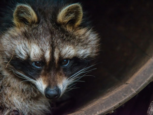 Exterminator, Pest Control Services | Middleton, Nampa, McCall & Boise, ID